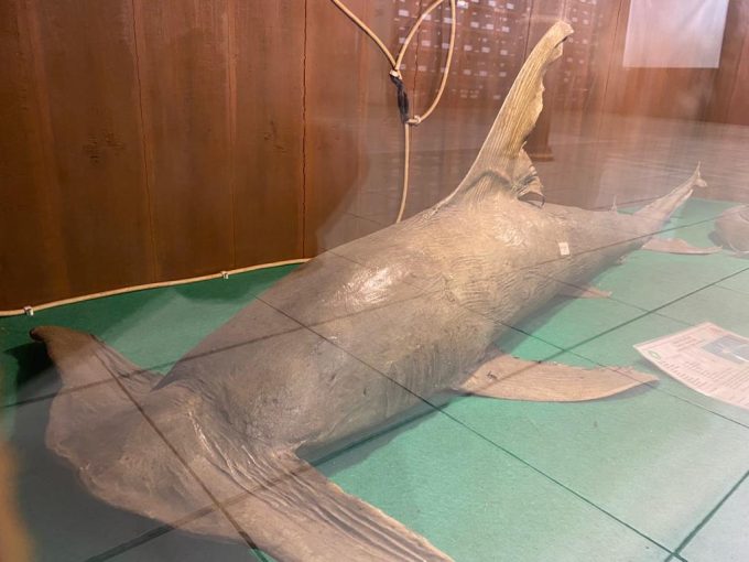 Mengenal Hiu, Si Kepala Martil – Museum Biologi